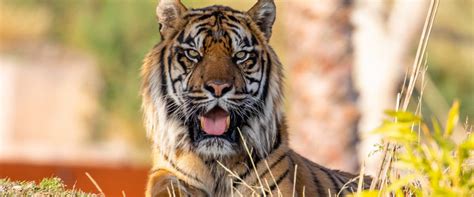 Caring For Raja Australias Oldest Sumatran Tiger Radincon