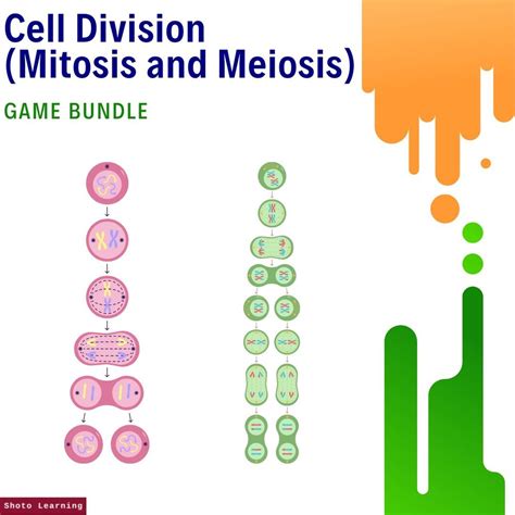 Mitosis Vs Meiosis Poster Visual Guide To Cell Division