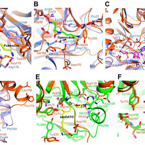 S‐adenosylmethionine Sam Biosynthesis And Metabolism Methionine Download Scientific Diagram