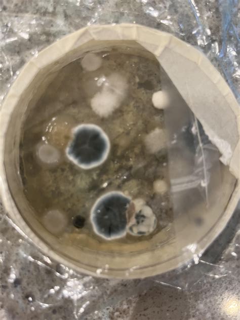 Does Anyone Want To Hypothesize The Species R Toxicmoldexposure