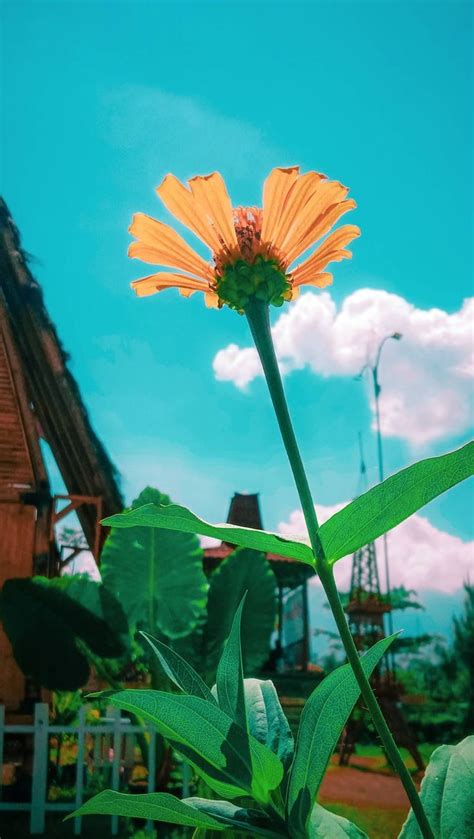 Wallpapper Bunga Aesthetic