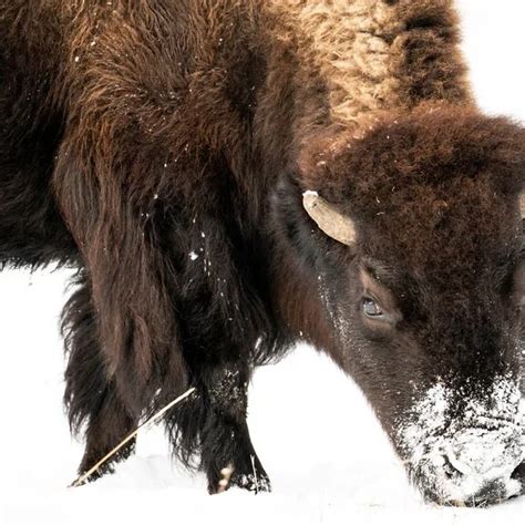 Un Giro Del Destino Elvis El Solitario Perro Que Encontró Un Hogar Al