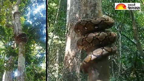 Python Climbs A Tree Viral Video ઝાડ પર ચઢવાની અજગરની સ્ટાઈલ જોઈ સૌ કોઈને નવાઈ લાગી જુઓ વાઈરલ