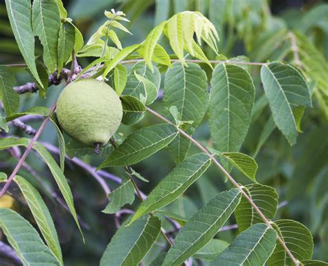 Black Walnuts Trees