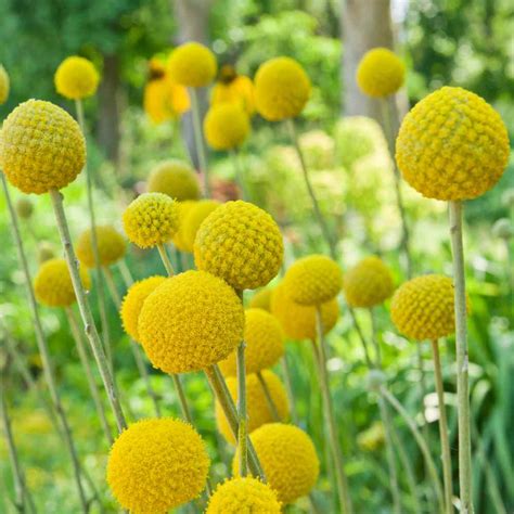 Craspedia Seeds Craspedia Globosa Billy Button Drumstick Flower Seed
