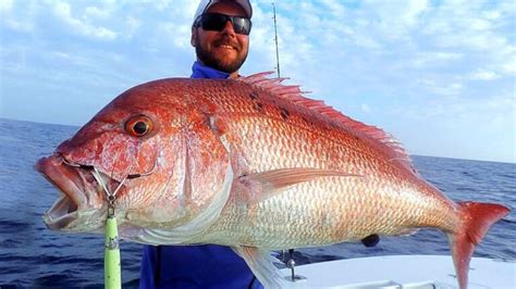 Los Gigantes Del Mar Un Viaje Submarino Por Los Peces Más Grandes Del