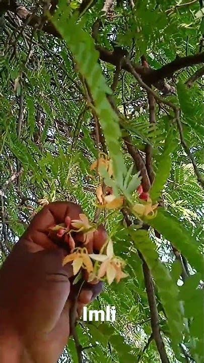 Imli Imli Flower Imli Tree Shortvideos Youtube