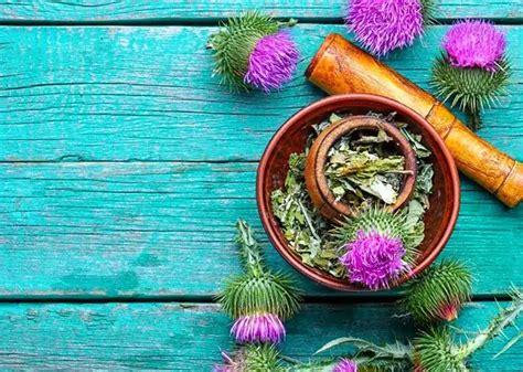 فواید و خواص خار مریم آشاارگانیک