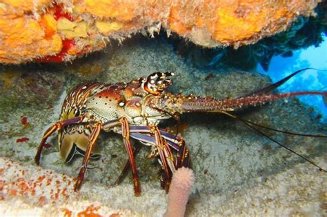 What Predators Eat Lobsters Joy Of Animals