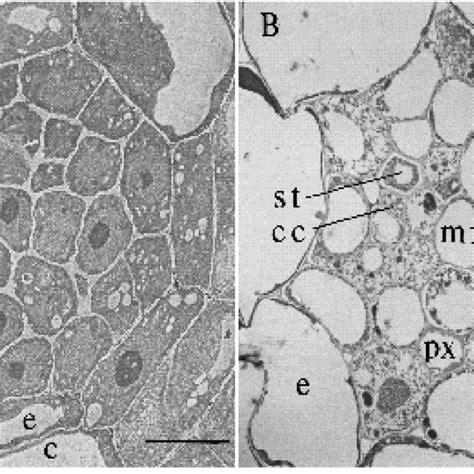 Lateral Roots Originate From The Pericycle And Exhibit A Morphology