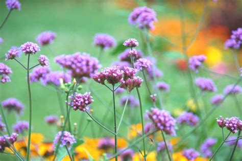 Purpletop Vervain Verbena Bonariensis Varieties Uses Care