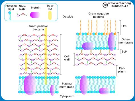 Structure And Morphology Of Bacteria Part 2 Medicine For You