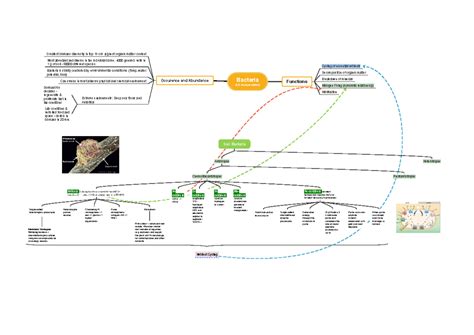 Bacteria Mind Map Theme 4 Introductory Soil Science Bacteria 0 5