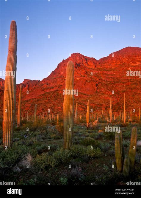 Organ Pipe Cactus National Monument Is A Us National Monument And
