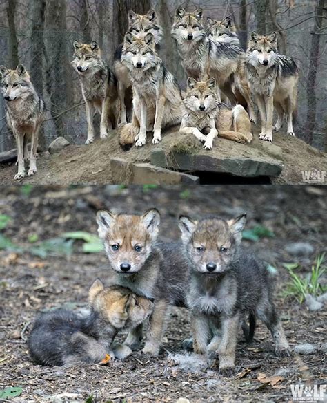 Sonoran Desert Fact Sheet Mexican Gray Wolf