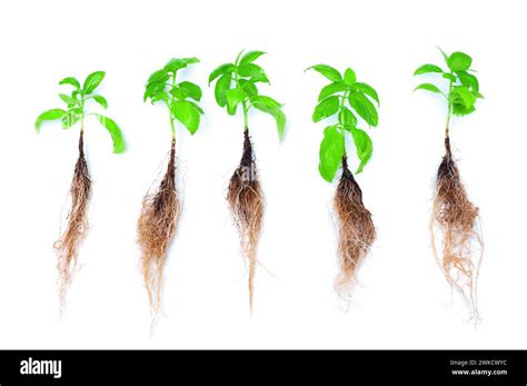 Several Young Basil Shoots Showcasing A Dense Root System Arranged In