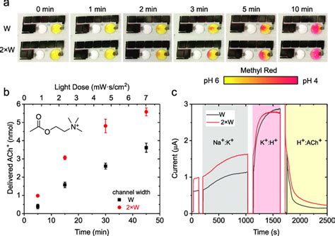 Light Driven Ion Pump Operation A Photodriven Proton Pumping