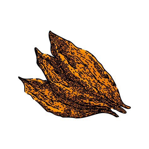 Tobacco Leaf Dry Sketch Hand Drawn Vector 25446651 Vector Art At Vecteezy