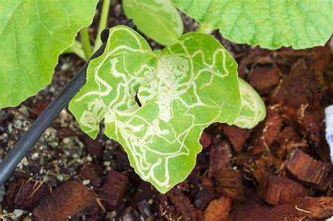 Leaf Miners How To Prevent And Get Rid Of These Pests From Your Garden