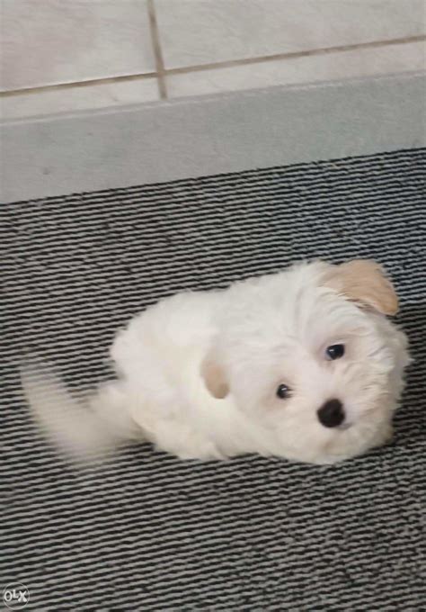 Mini Maltezer Psi I Štenad Olxba