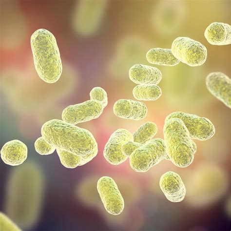 Bacillus Indicus Hu36 Huro Biotech