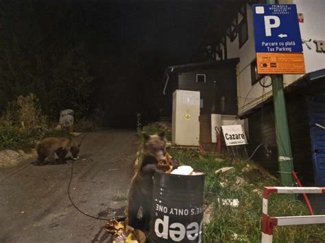 Urși Gunoieri La Căutat De Mâncare Prin Poiana Brașov Aseară