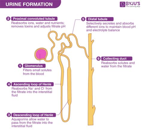 Process Of Urine Formation
