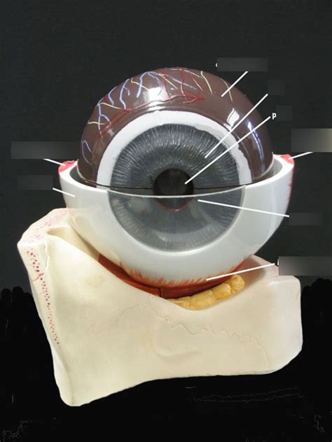 Half Eye Diagram Quizlet