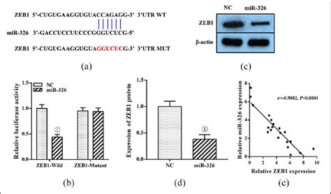 Mir 326 Directly Targets Zeb1 In Lung Adenocarcinoma Cells And Tissues