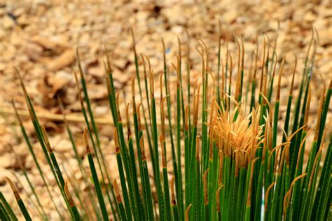 Matojo Bilder Bläddra Bland 158 Stockfoton Vektorer Och Videor