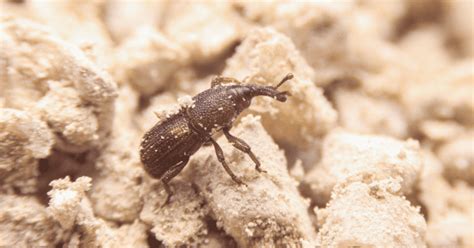 10 Examples Of Bugs In Flour A Mini Guide