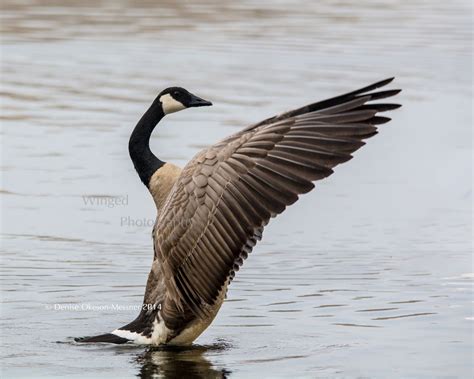 Pin By ☼ On Feathered Friends Canadian Goose Bird Photography Bird