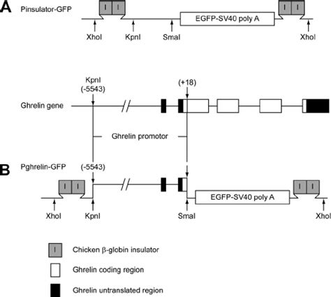Schematic Illustrations Of Ghrelin Green Fluorescent Protein Gfp Download Scientific Diagram