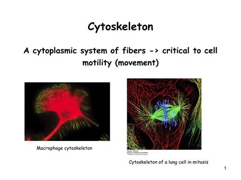 Ppt Cytoskeleton A Cytoplasmic System Of Fibers Critical To Cell