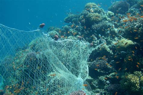 Bottom Trawling What Is It And Why Is It Allowed Earthorg