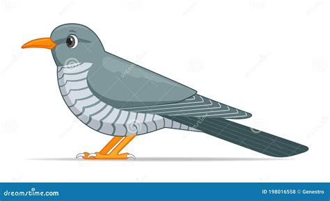 Cuckoo Bird Learn To Draw Vector 61996729
