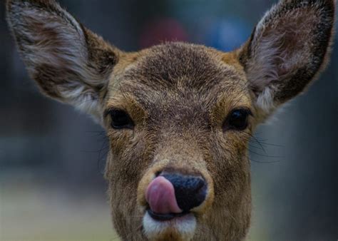 How To Identify Deer Teeth Like A Pro In 2025 Complete Guide Trophy