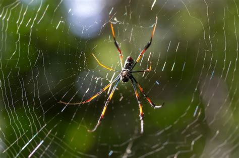 Premium Photo Spider Web In Nature Close Up