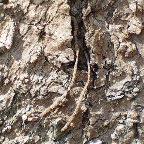 ヒモミノガの一種 はなもく散歩