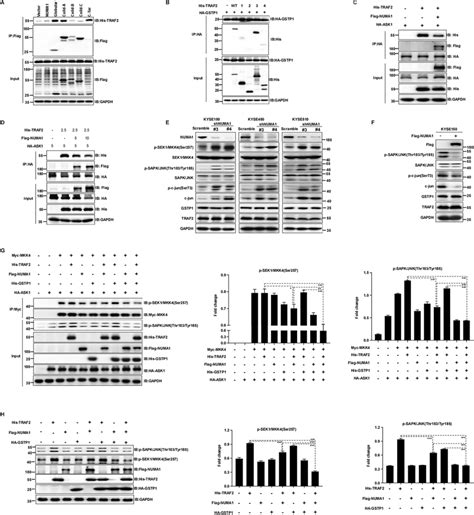 Numa1 Regulates Ask1 Mkk4 Sapkjnk Signaling Through Binding With Traf2