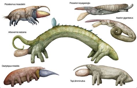 Pin By Spider On Speculative Evolution Alien Concept Art Alien