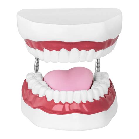 Dantų Modelis Dantų Rinkinys