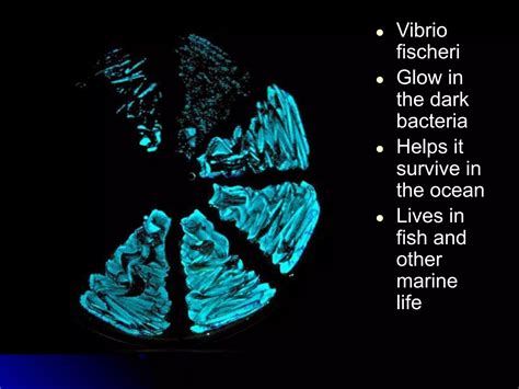 Ppt Prokaryotes Vs Eukaryotes Pptx Pdf