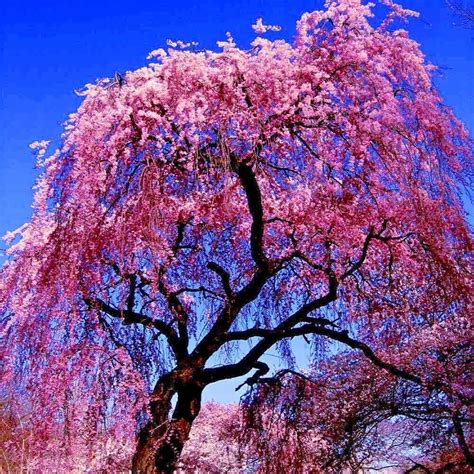 Japanese Weeping Tree