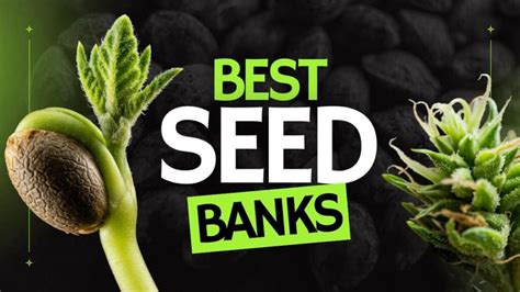 Best Seed Bank In Us Top Cannabis Seed Companies To Buy Cannabis Seeds