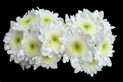 Flowers Color White