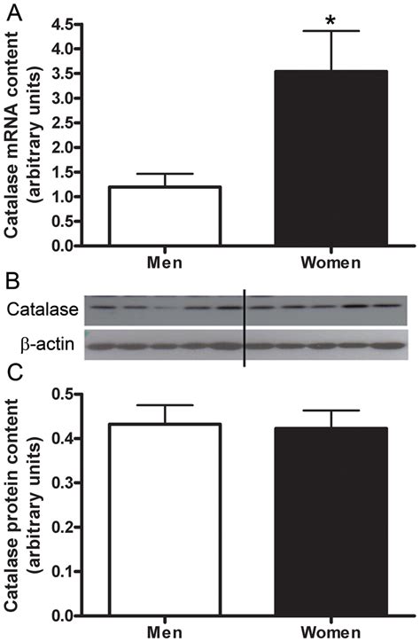 Sex Differences In Catalase Differences In Catalase Mrna Content Download Scientific Diagram