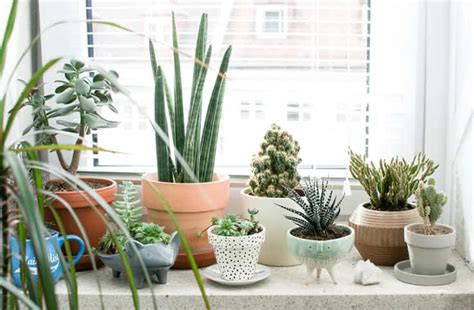 Como Cuidar Nuestras Plantas De Interior En Invierno