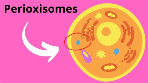 What Is The Structure Of Peroxisome At Santiago Vanmatre Blog