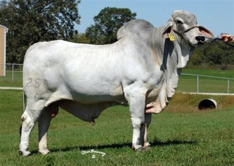 Brahman Blanco Importado Agrosemex